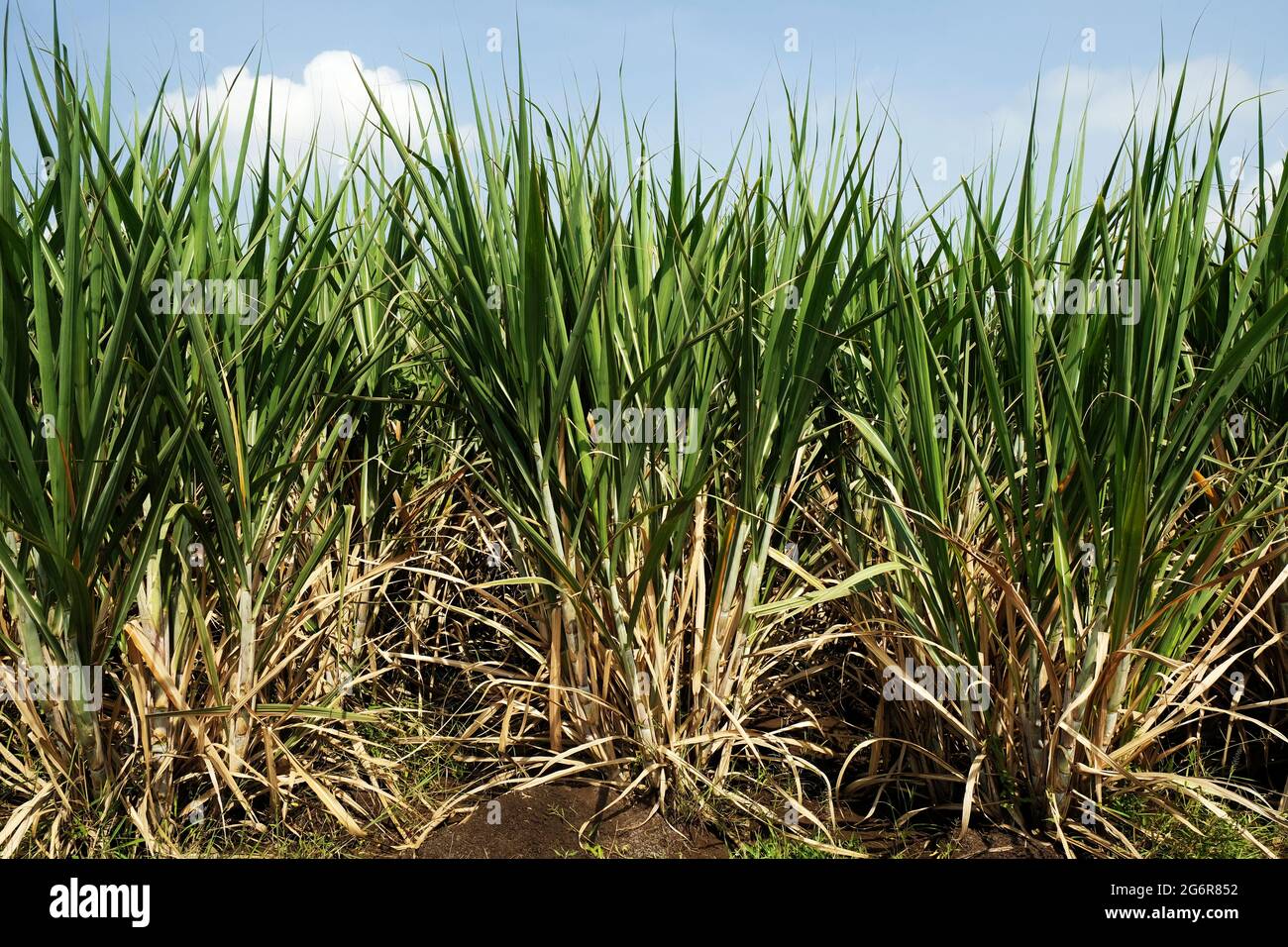 Sugarcane field india hi-res stock photography and images - Alamy