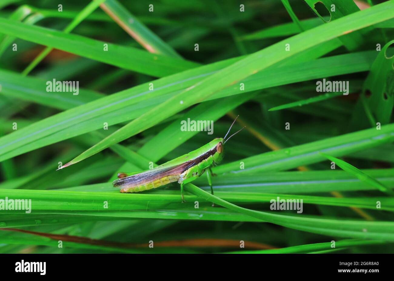 Beautiful grasshopper on the leaves on a blurred background ...