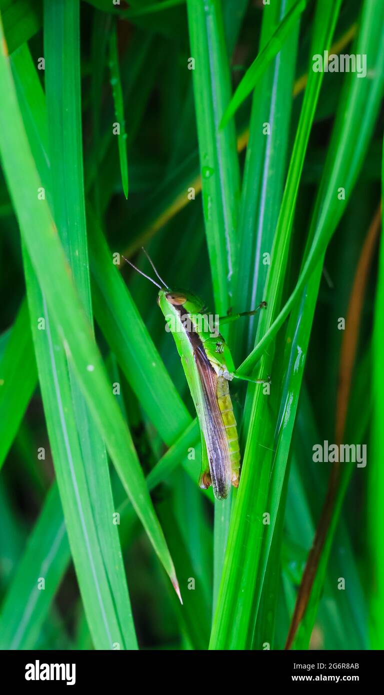 Forest grasshopper view hi-res stock photography and images - Alamy