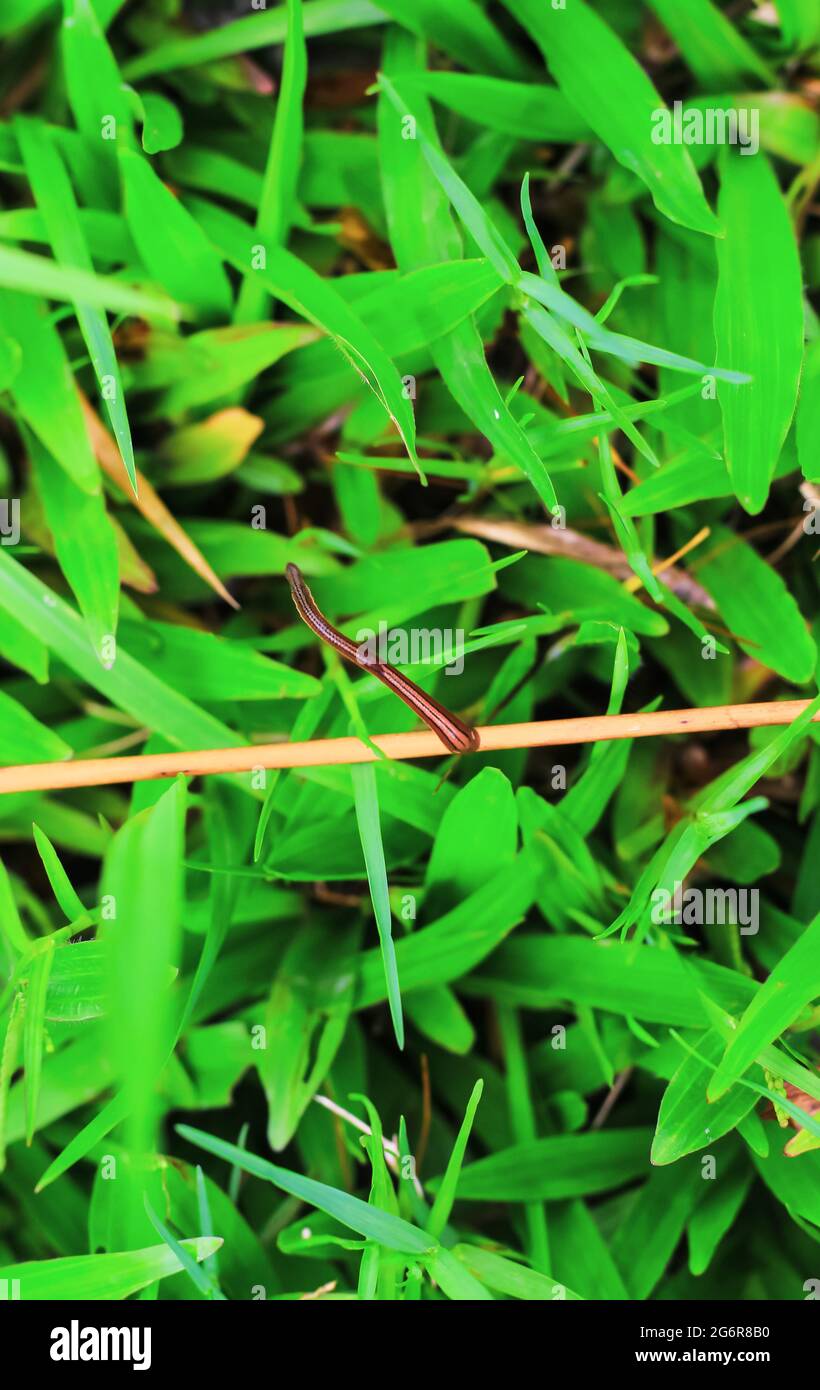 Leeches medicine hi-res stock photography and images - Alamy