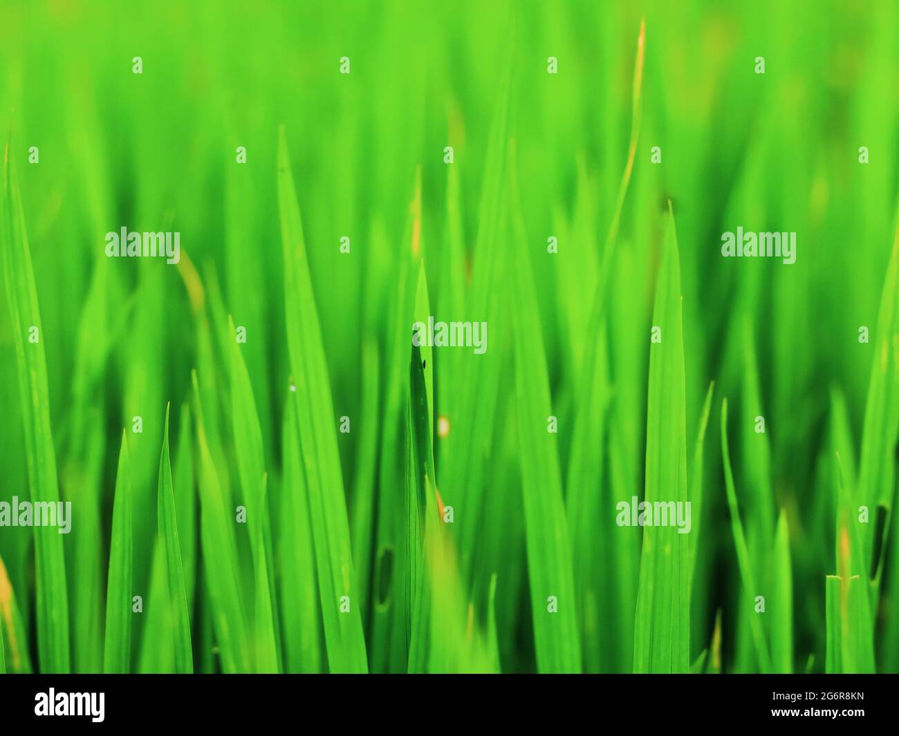 Fresh green grass in spring with blurred background, bright green ...