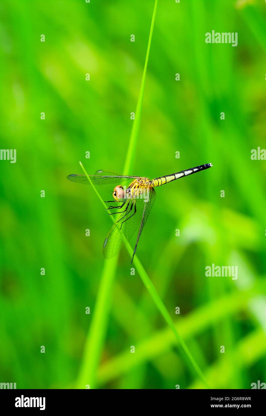 Beautiful nature scene dragonfly. Dragonfly in the nature habitat using ...