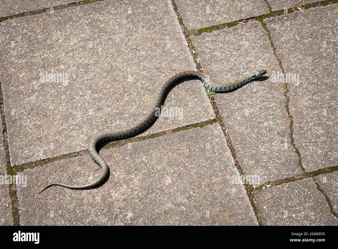 barred grass snake (Natrix helvetica) crossing a plated sidewalk ...