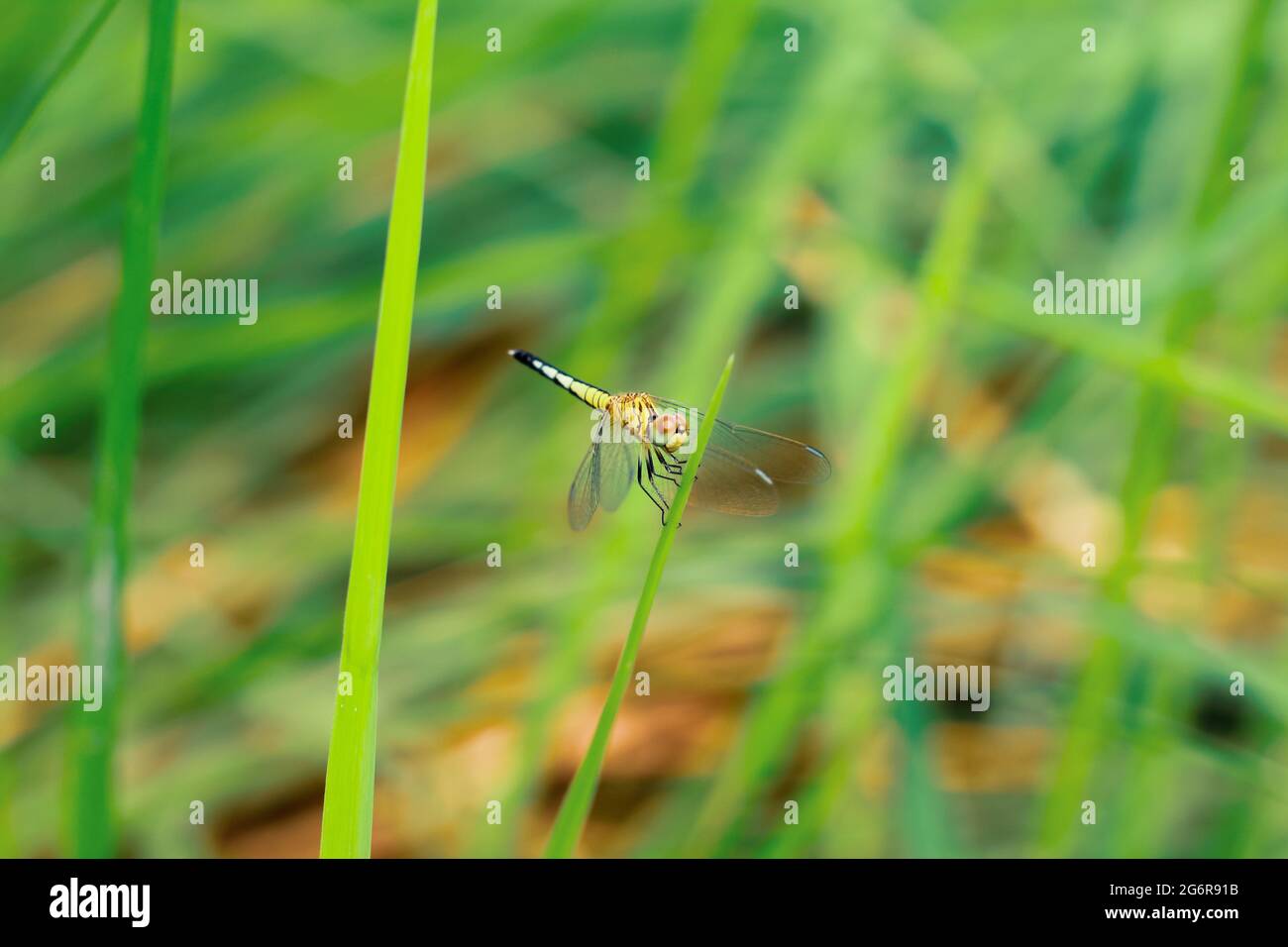 Beautiful nature scene dragonfly. Dragonfly in the nature habitat using ...