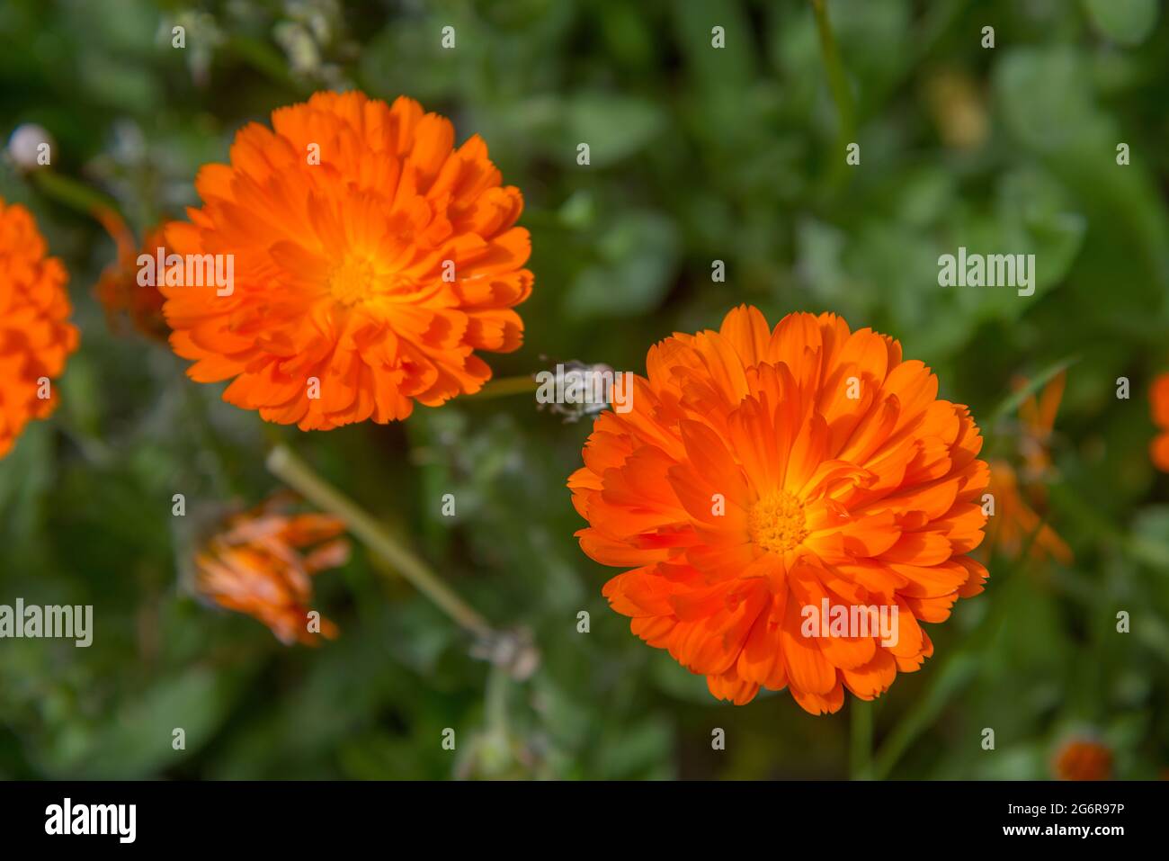 Two orange flowers hi-res stock photography and images - Alamy