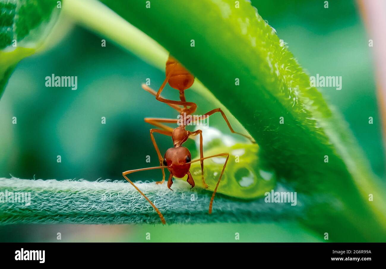 Red ant collecting sweet nectar on plant with green background. Macro ...