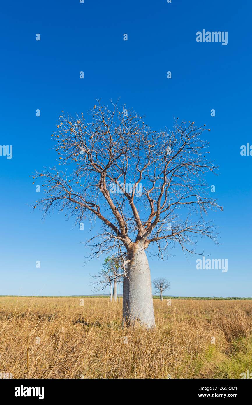 Boab tree kimberley australia hi-res stock photography and images - Alamy