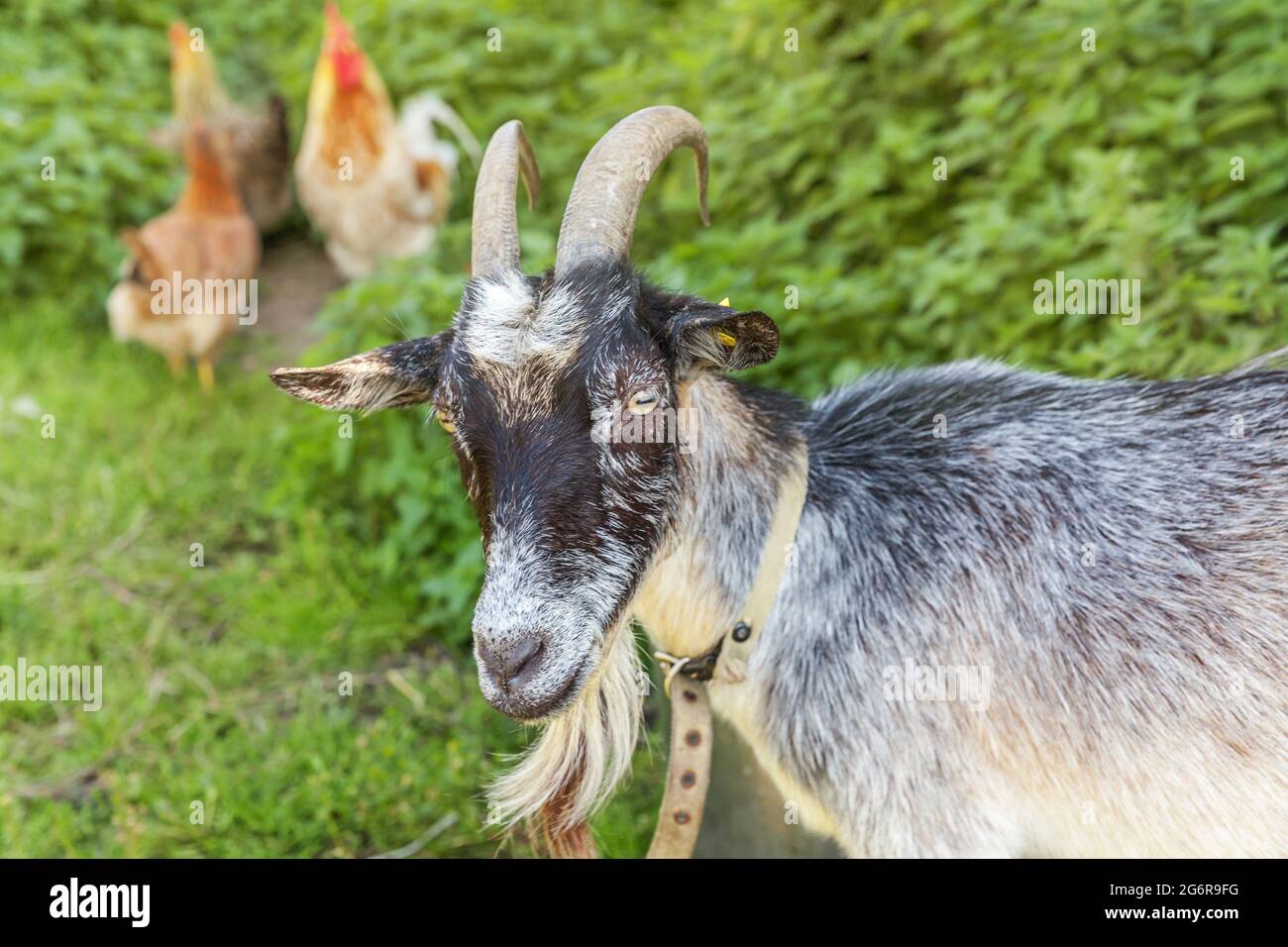 Goat and free range chicken on organic animal farm freely grazing in ...