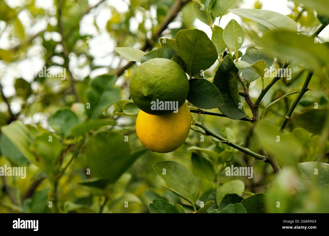 Fruit of Lemon, on the branch i, India Stock Photo - Alamy