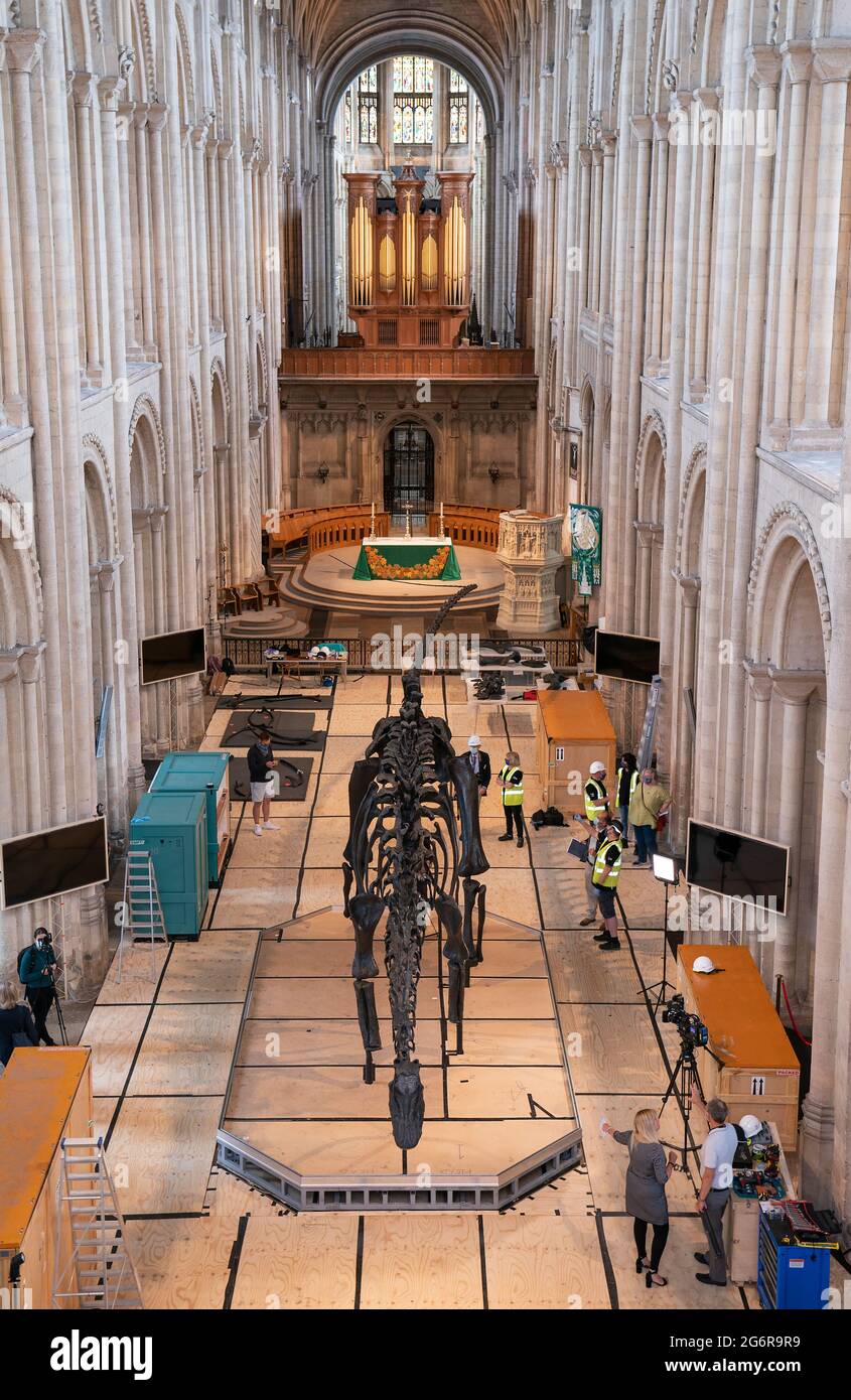 Dippy the Diplodocus, the Natural History Museum's famous diplodocus ...