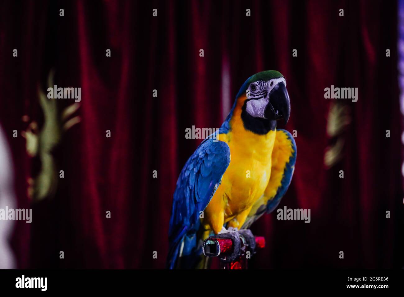 Multi-colored parrot macaw sits against a backdrop of red cloth Stock ...