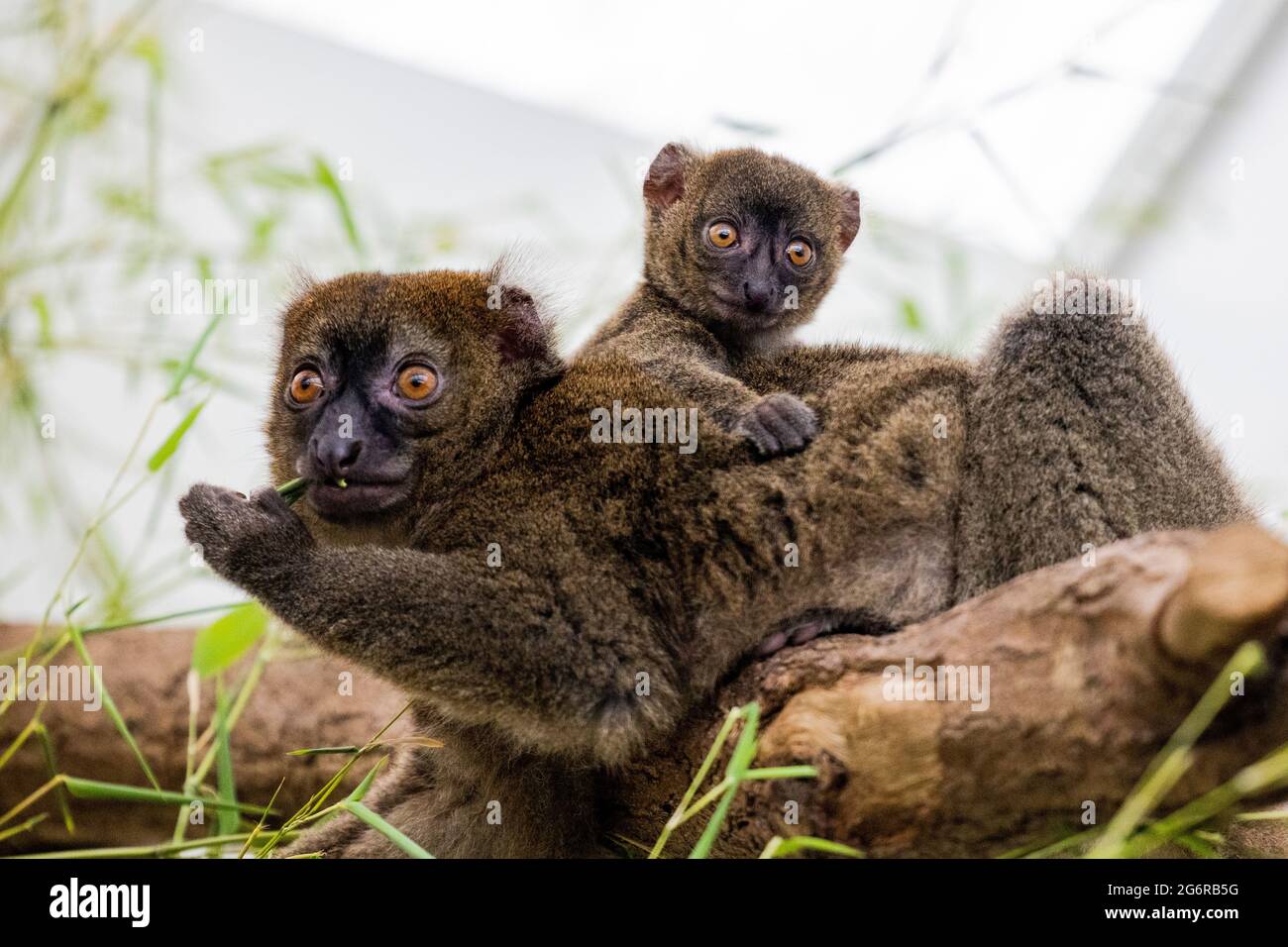Cologne, Germany. 08th July, 2021. Baby bamboo lemur "Dakari" (r, born ...