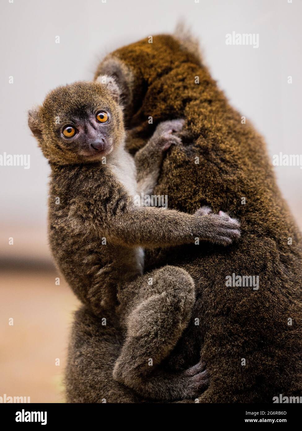 Cologne, Germany. 08th July, 2021. Baby bamboo lemur "Dakari" (born May ...