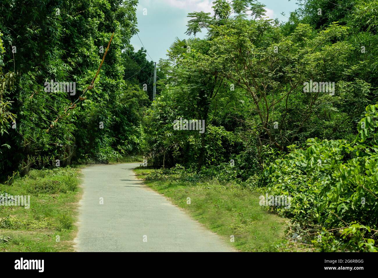 A beautifully paved road between evergreen and greenery or rain forest ...