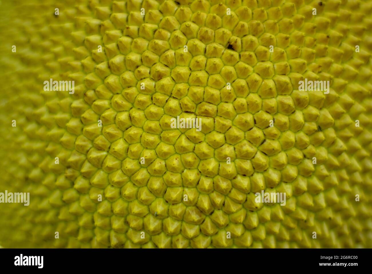 Rough fruit skin hi-res stock photography and images - Alamy