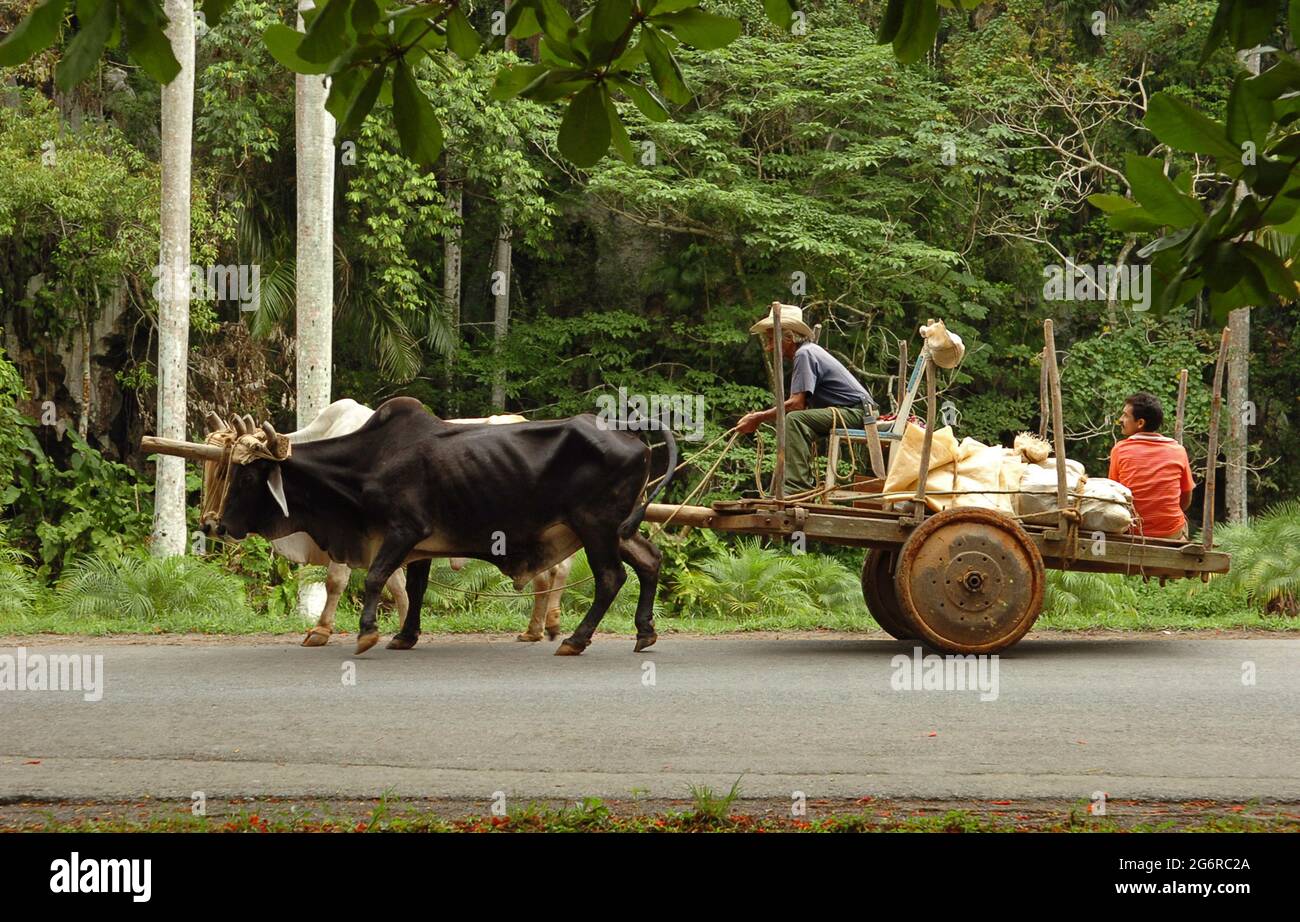 Cuban farmer with oxen pulling wagon cart in Cuba. farmer farmers Cuban ...