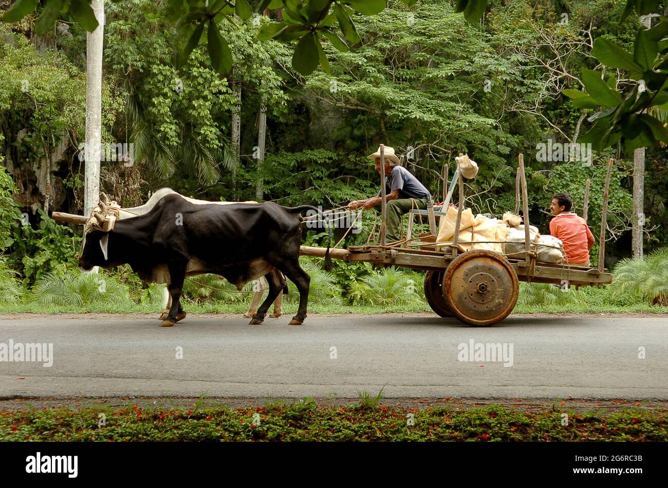 Cuban farmer with oxen pulling wagon cart in Cuba. farmer farmers Cuban ...