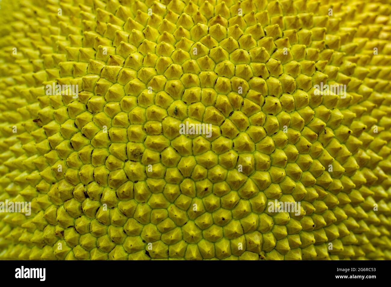 One unique aspect of jackfruit is the unusually large size fruit of the ...