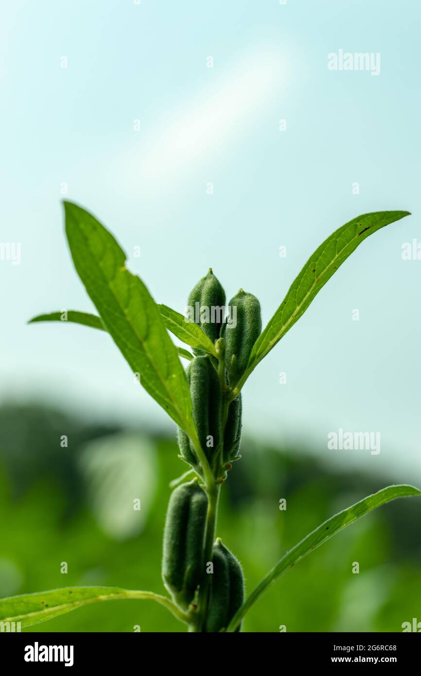 Sesame definition is a widely cultivated chiefly tropical or ...