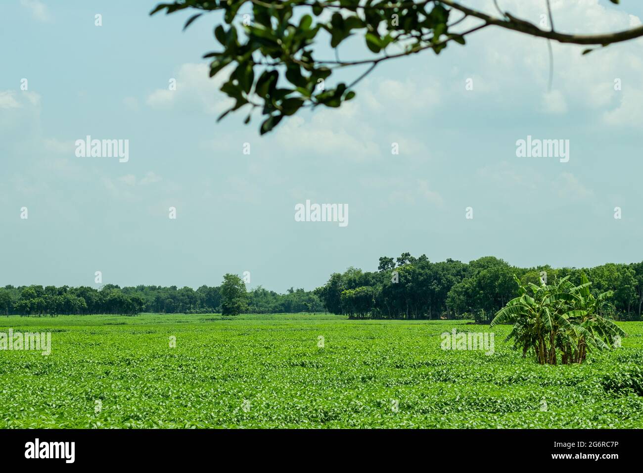 Jute field hi-res stock photography and images - Alamy