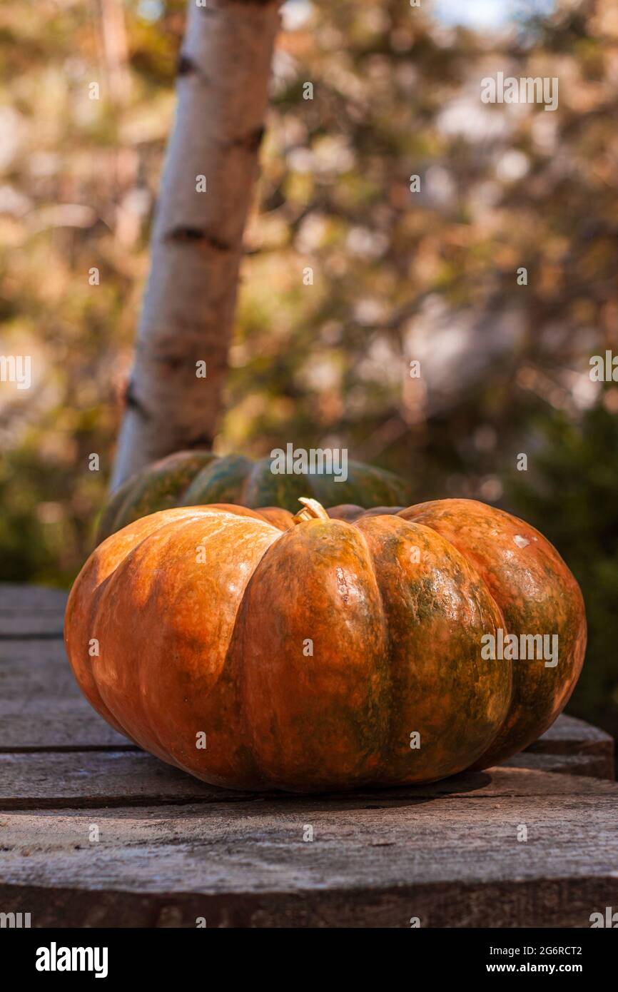 Pumpkin decor on wooden bench outdoor for Halloween and Thanksgiving ...