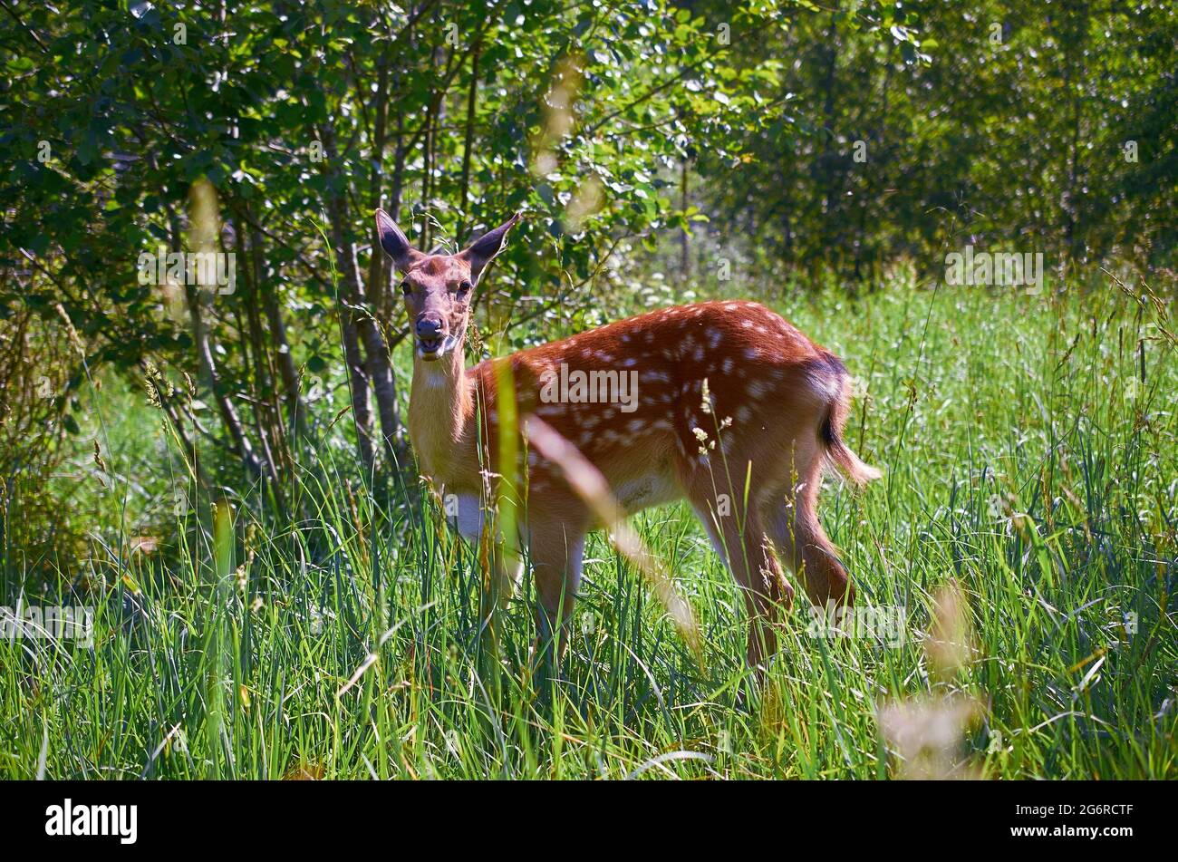 Deer in forest clearing hi-res stock photography and images - Alamy