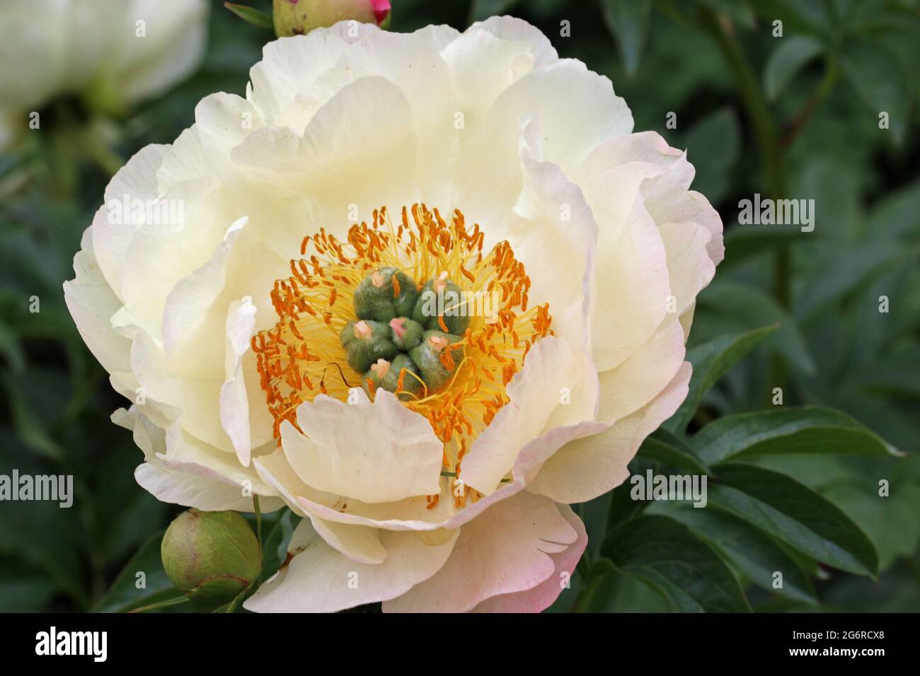 Pale yellow peony, Paeonia lactiflora variety Coral Sunset, flower with ...