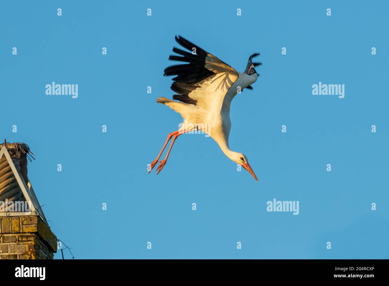 A White Stork jumping down from a chimney Stock Photo - Alamy