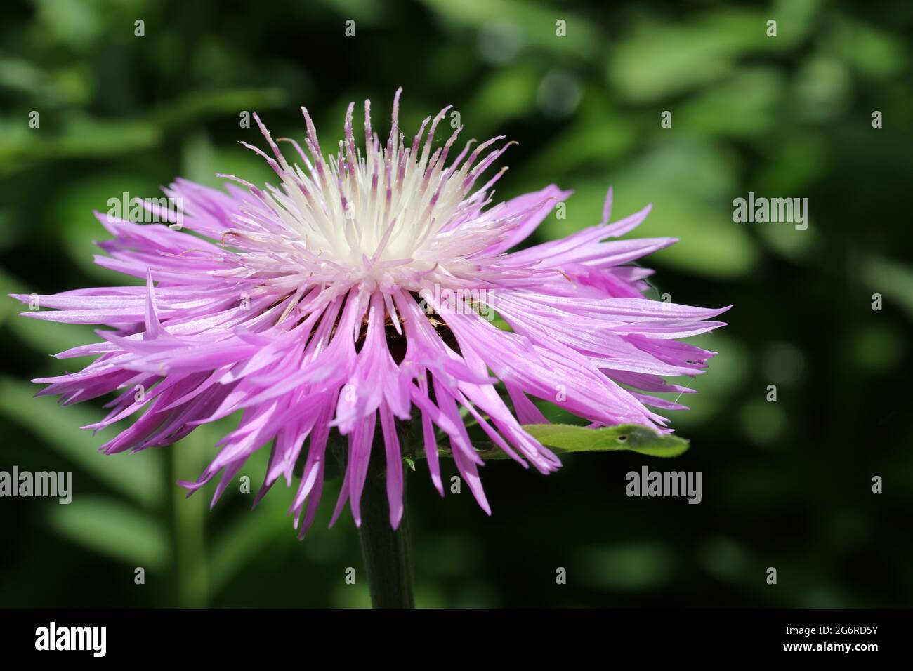 Pink centaurea flower with a white centre of unknown species in bright ...
