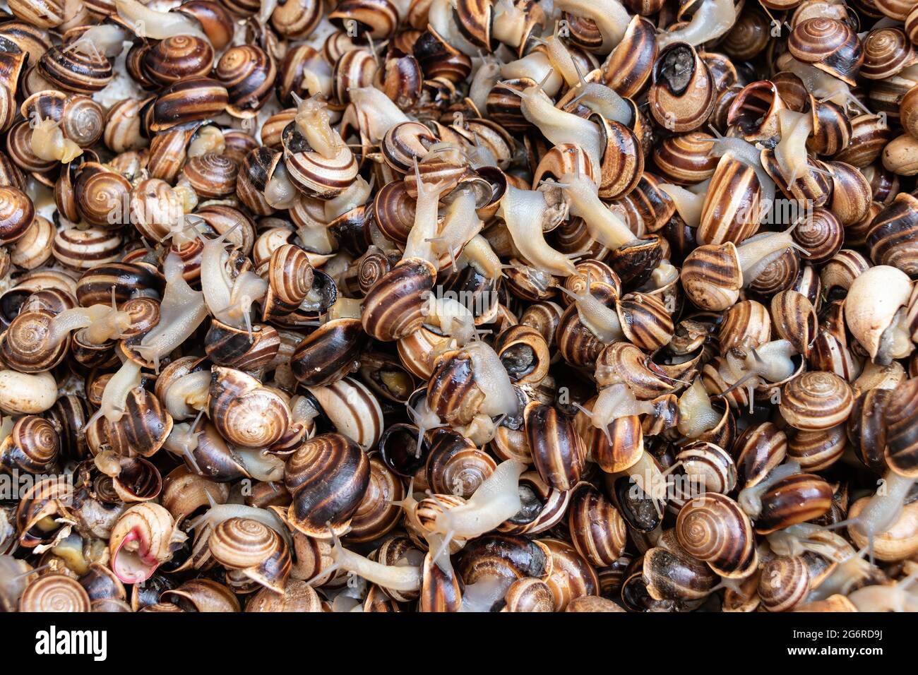 Mediterranean snail. Very typical in meadows and places of herbs ...