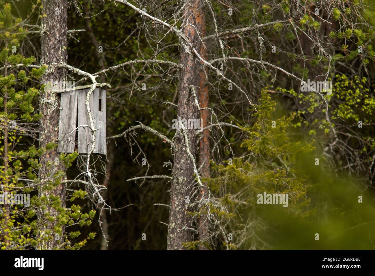 An old nesting fox for birds in the forest in Finnish wilderness Stock ...