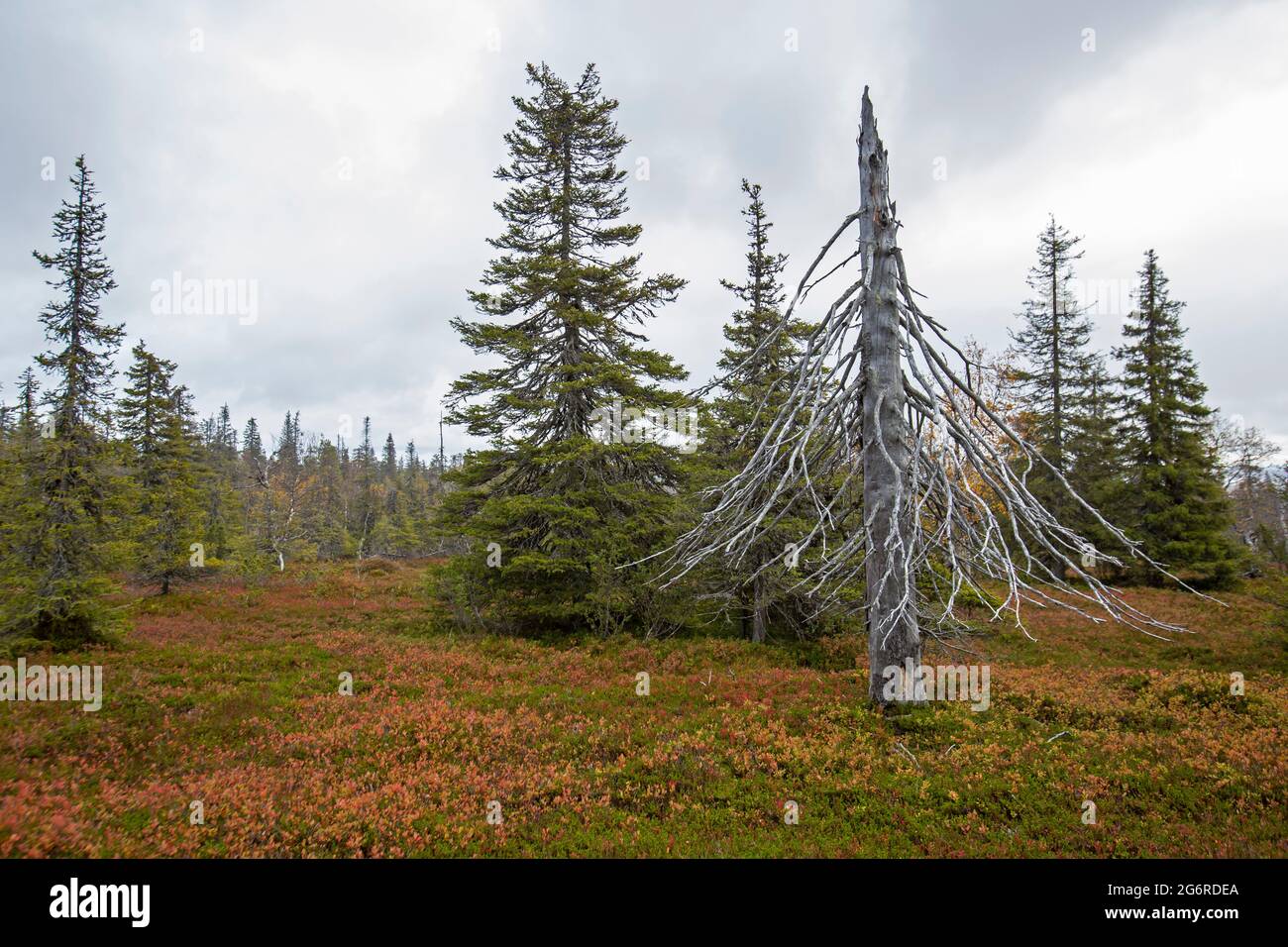 Dead tree silhouette and beautiful landscape trees silhouette hi-res ...