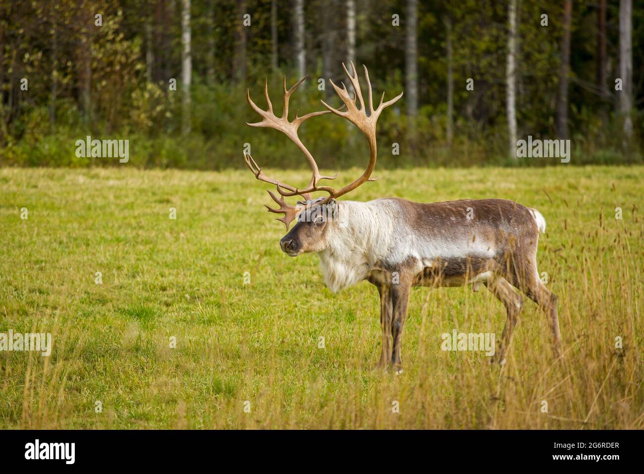 Domesticated reindeer caribou hi-res stock photography and images - Alamy