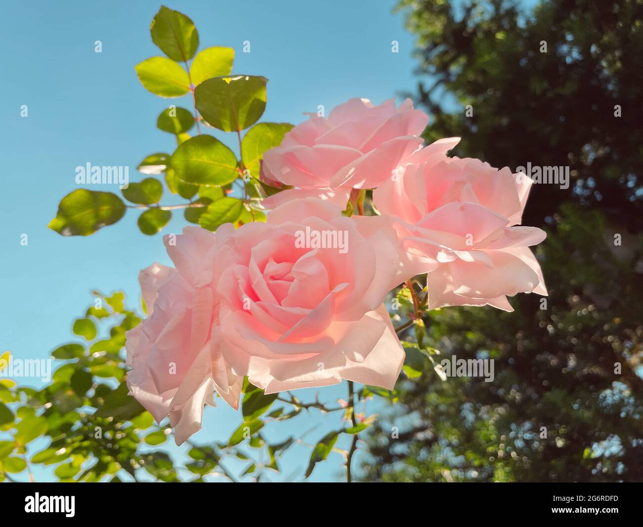 Delicate pink roses in a spring garden in vintage colours with a blue ...
