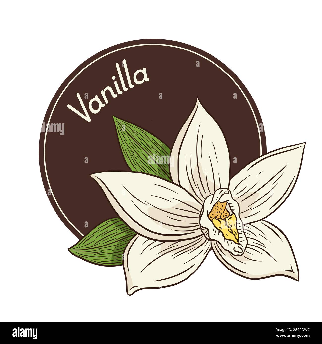 Vanilla Flower Logo and Emblem Template in Vintage Style. Line Drawing ...