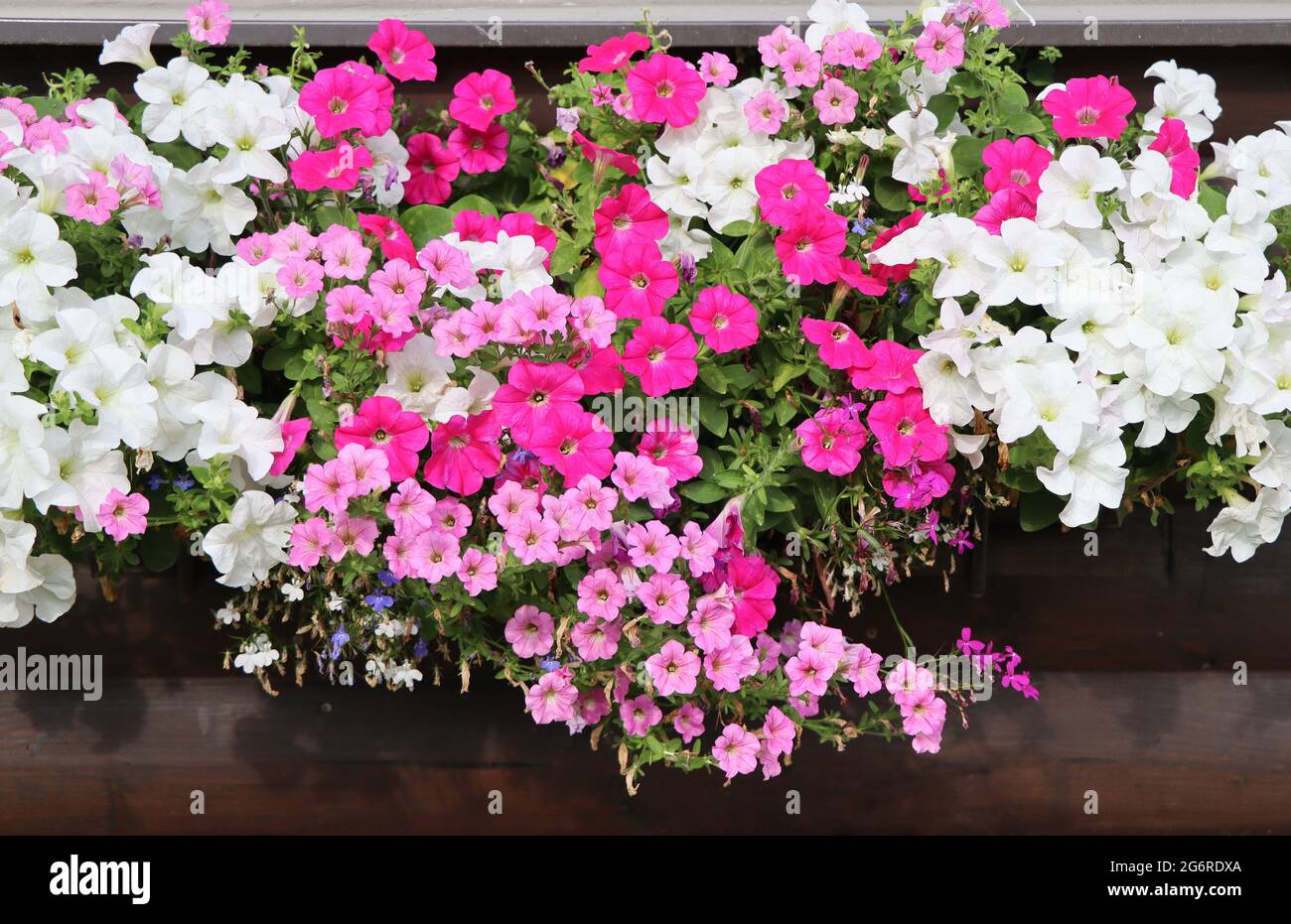 Window box full of colorful petunias . Pink and white flowering plants ...