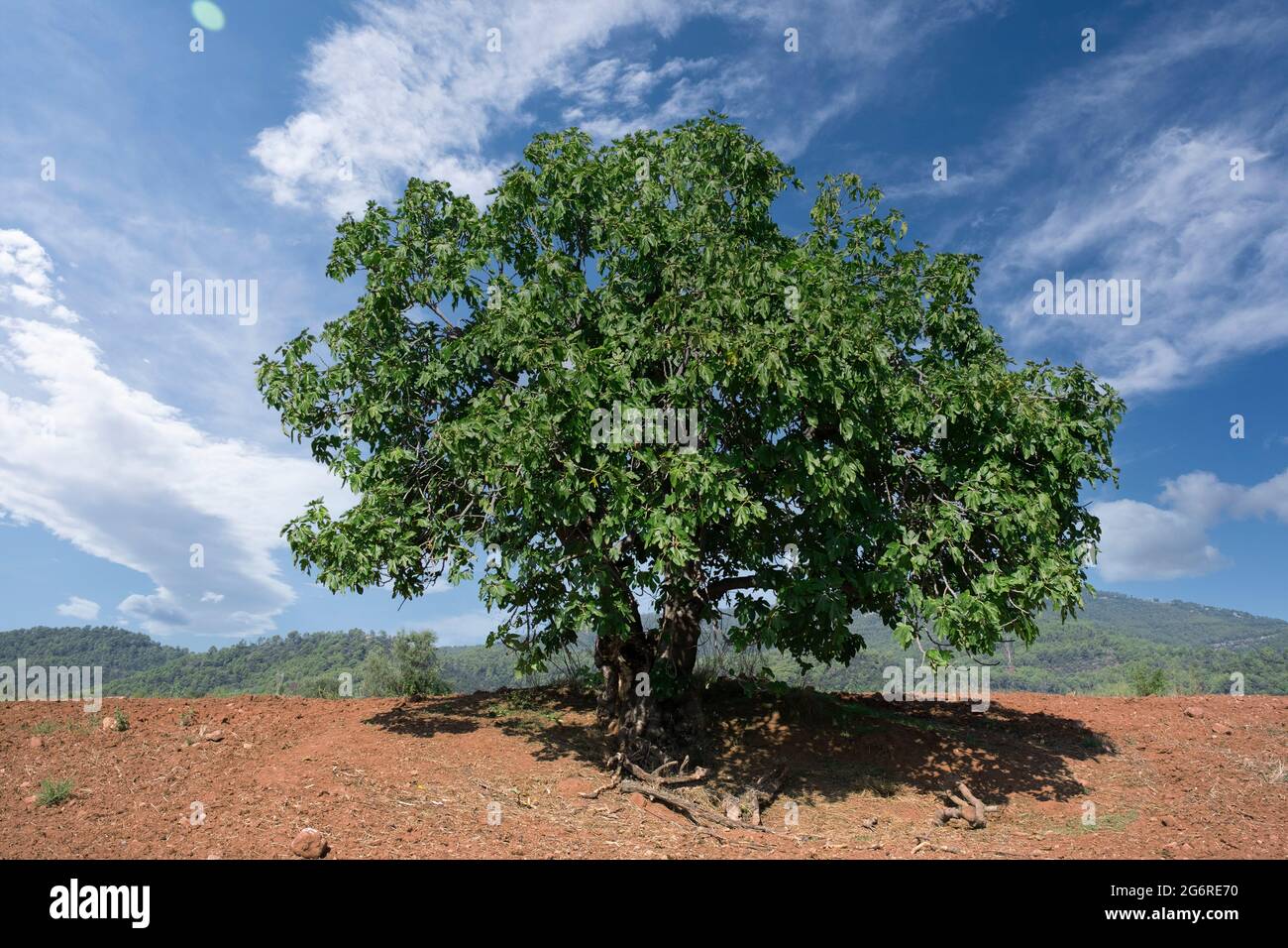 One old and strong tree against a blue sky. Empty copy space for Editor ...