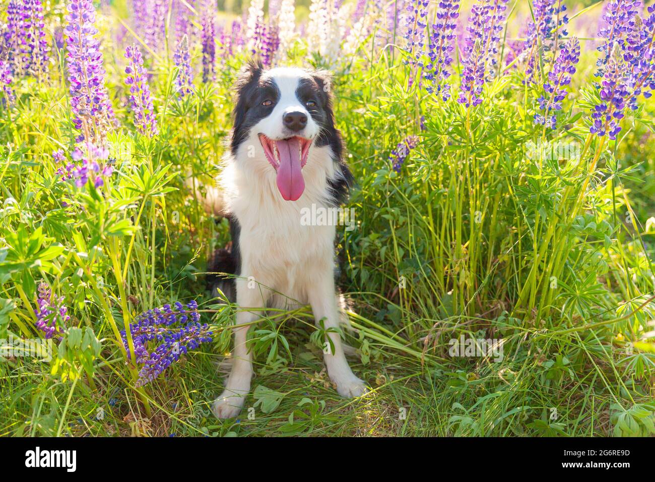 Outdoor portrait of cute smiling puppy border collie sitting on grass ...