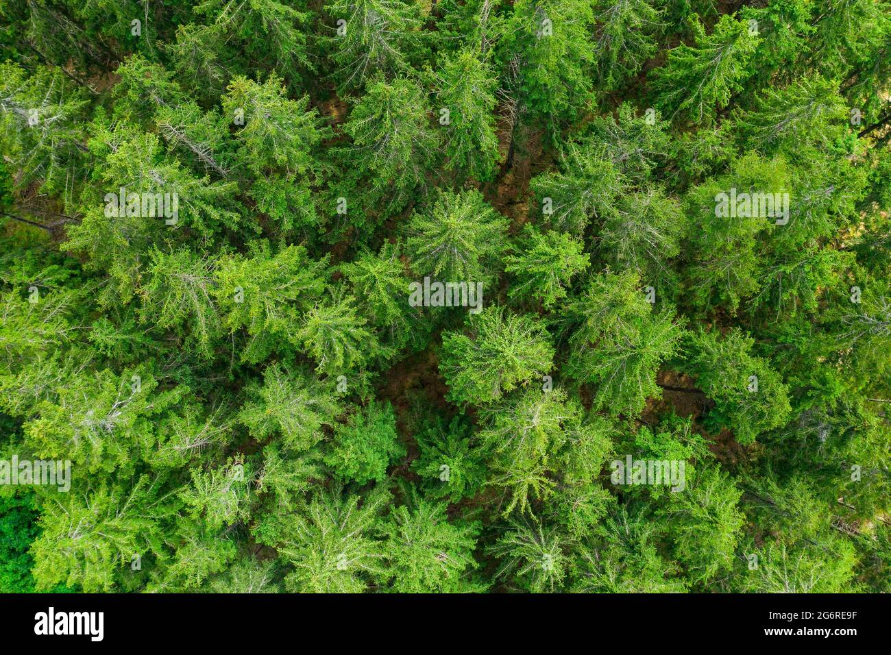 Aerial view of the top of pine trees. Green fur tree background Stock ...