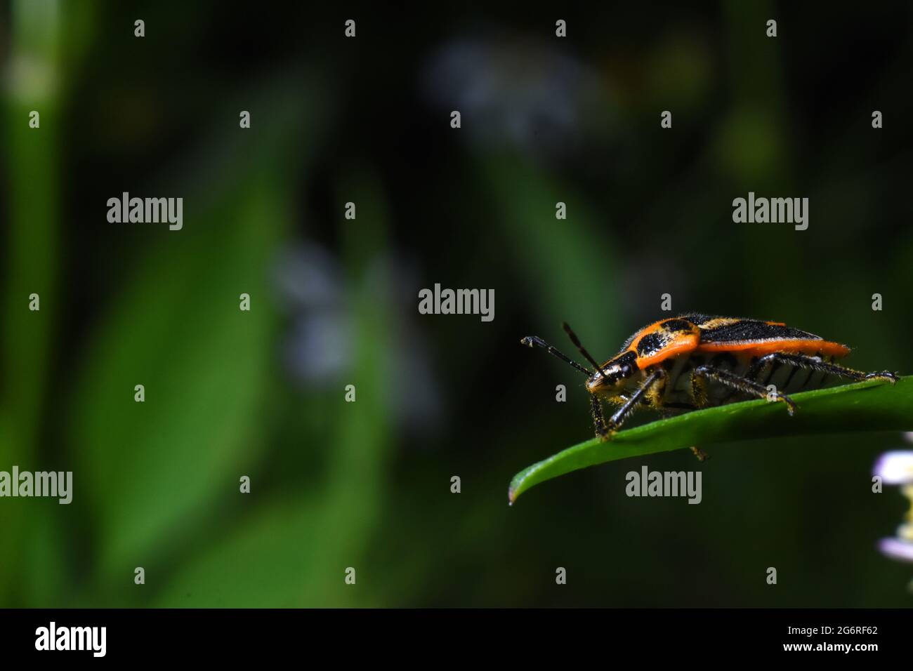 Insects In Java High Resolution Stock Photography and Images - Alamy