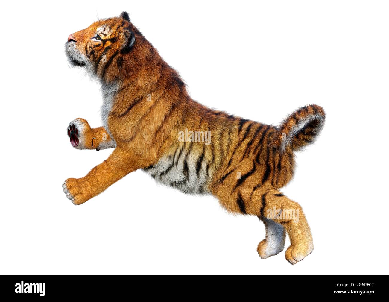 3D rendering of a big cat tiger isolated on white background Stock ...