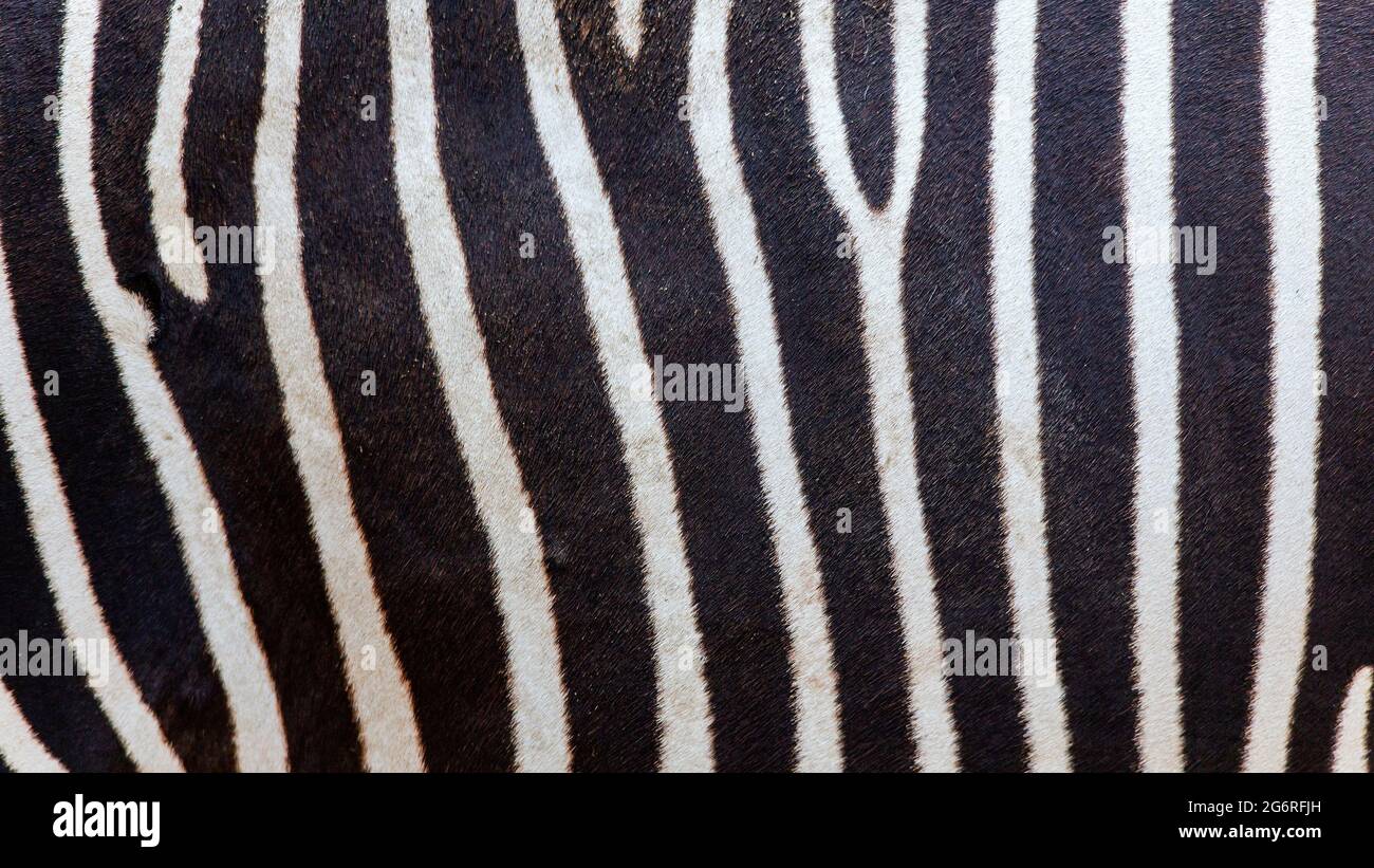 Close-up background texture of zebra fur showing its striped markings ...