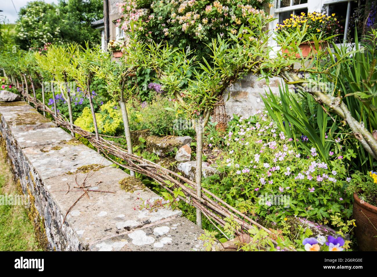 Live willow boundary at Broadrake, near Ribblehead Stock Photo - Alamy