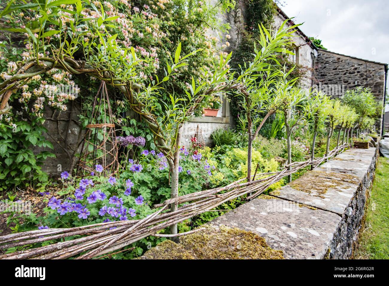 Live willow boundary at Broadrake, near Ribblehead Stock Photo - Alamy