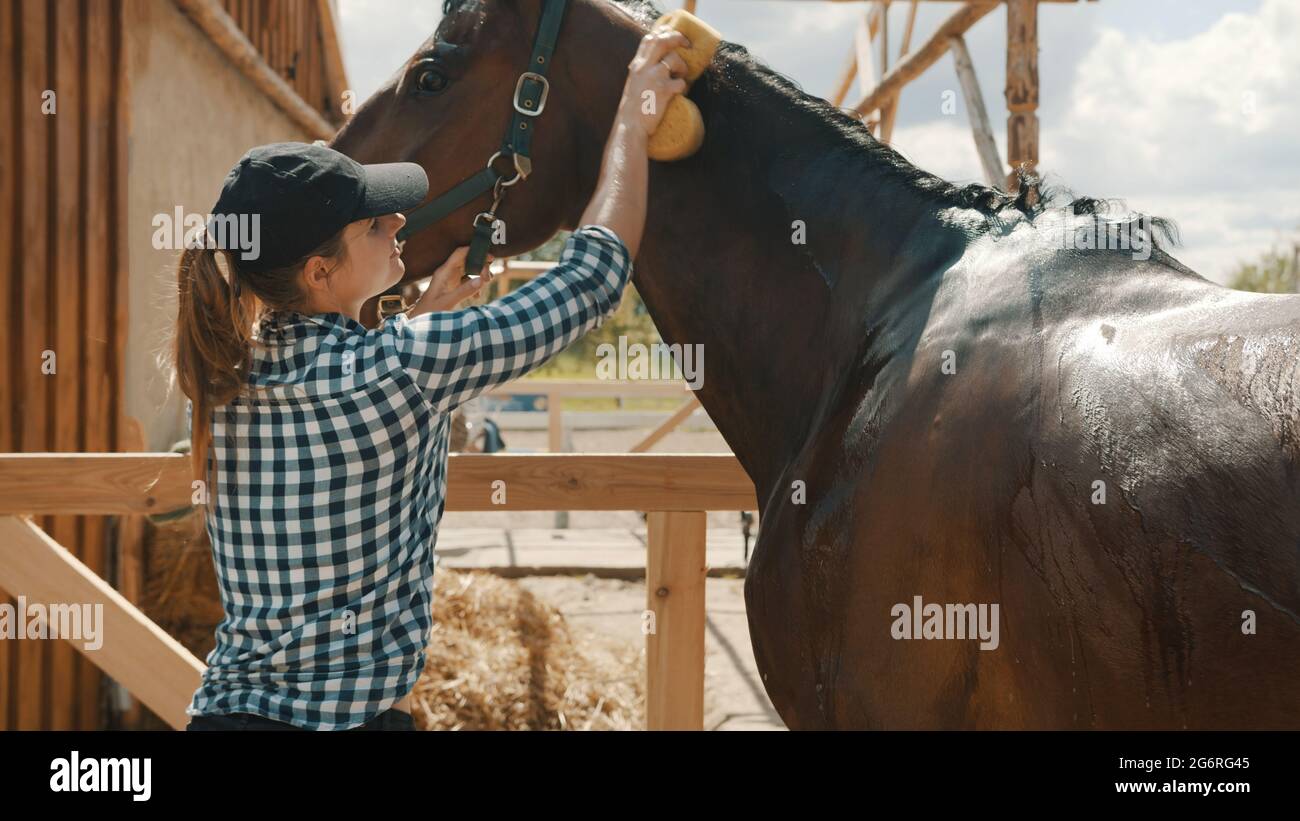 Giving a horse a bath hi-res stock photography and images - Alamy