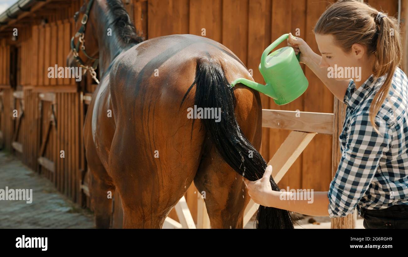 Horsewoman cleaning tail of her dark bay horse. Pouring water from a ...