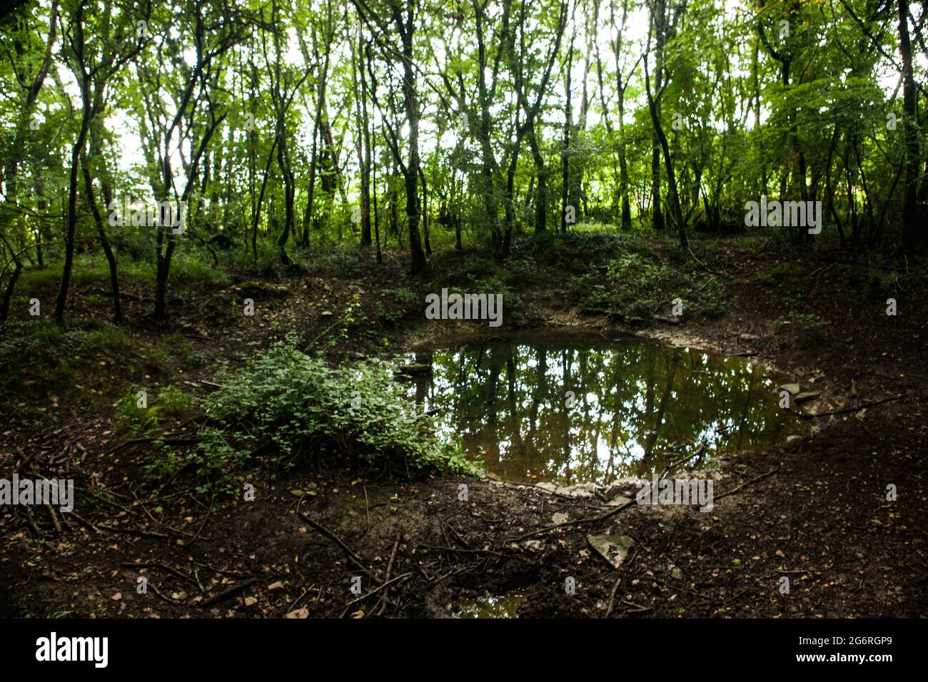 Forest of chize hi-res stock photography and images - Alamy
