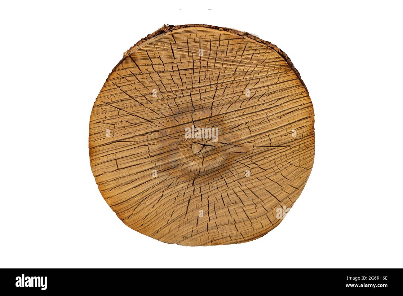 the trunk of the tree in the cut is isolated on a white background ...