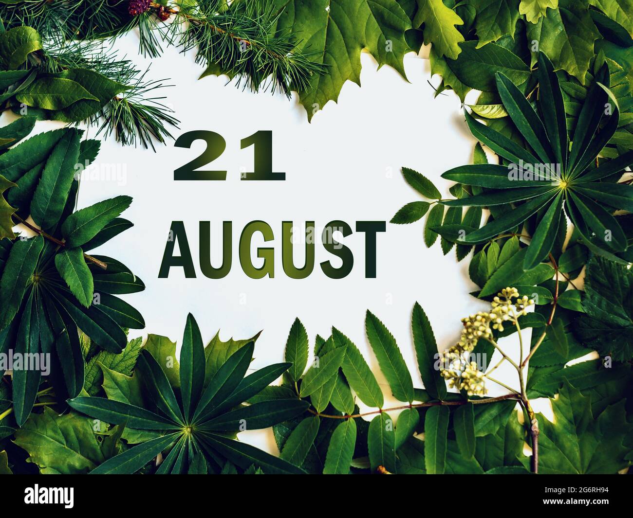 August 21, 21st day of month. Composition of natural green leaves with ...