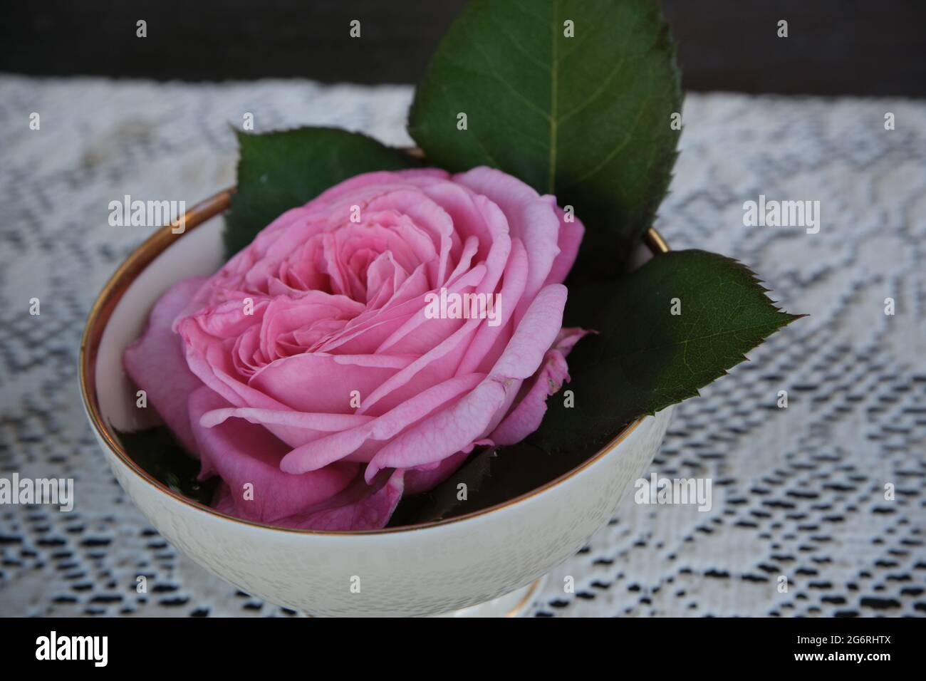 A tender rose in a cup Stock Photo - Alamy